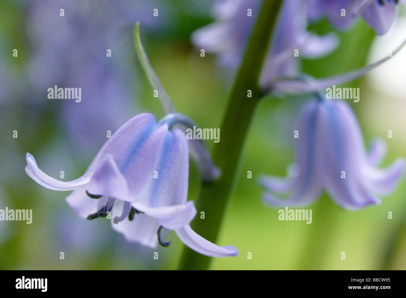 close up of bluebell in full bloom with space for copy Stock Photo - Alamy