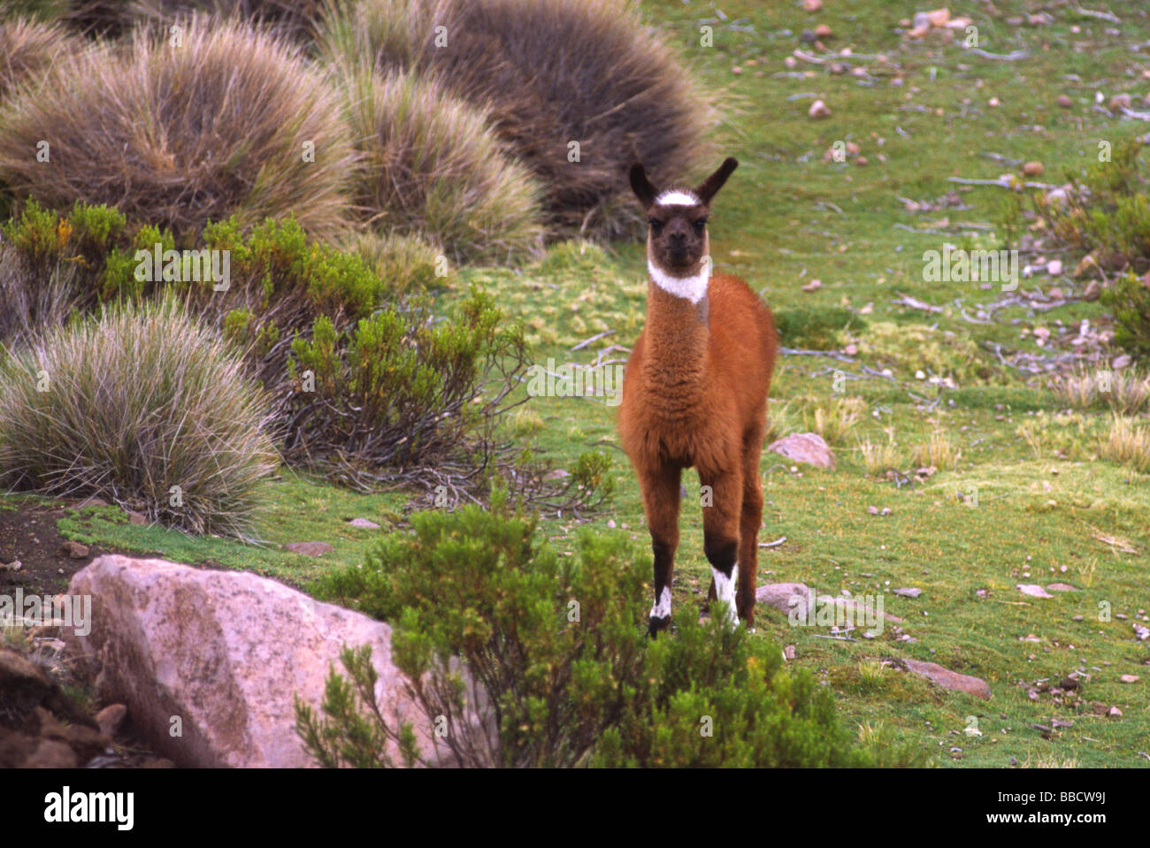 A young domesticated alpaca in the Lauca National Park in Chile Stock ...