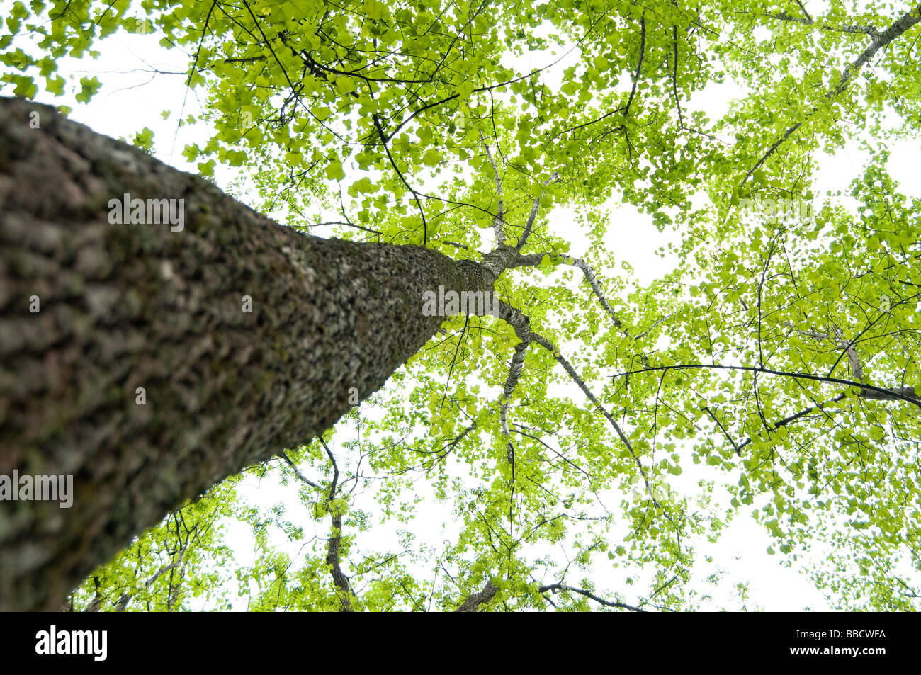 upward angle of tree in forest Stock Photo - Alamy