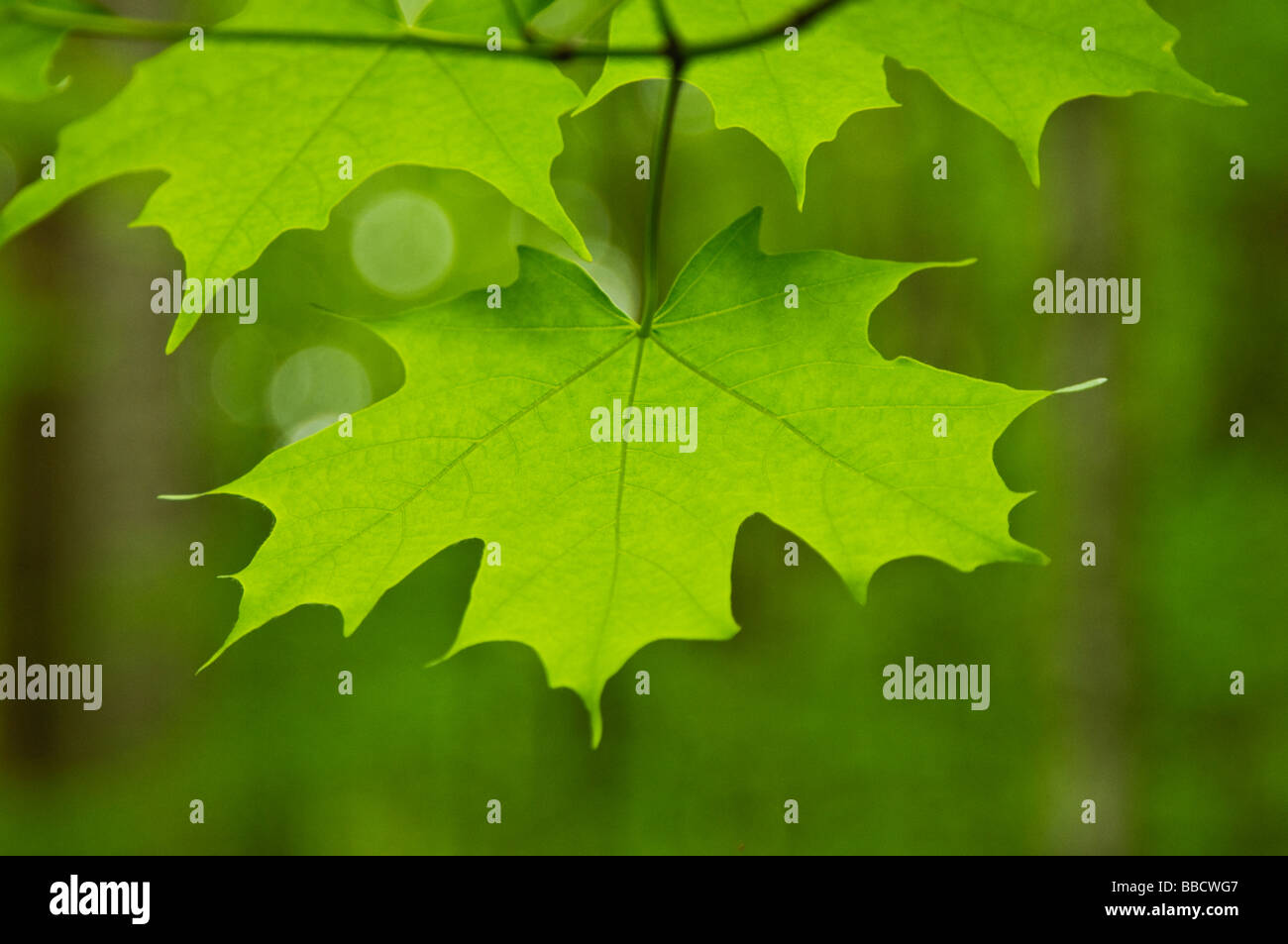 close up of Maple Leaf Stock Photo - Alamy