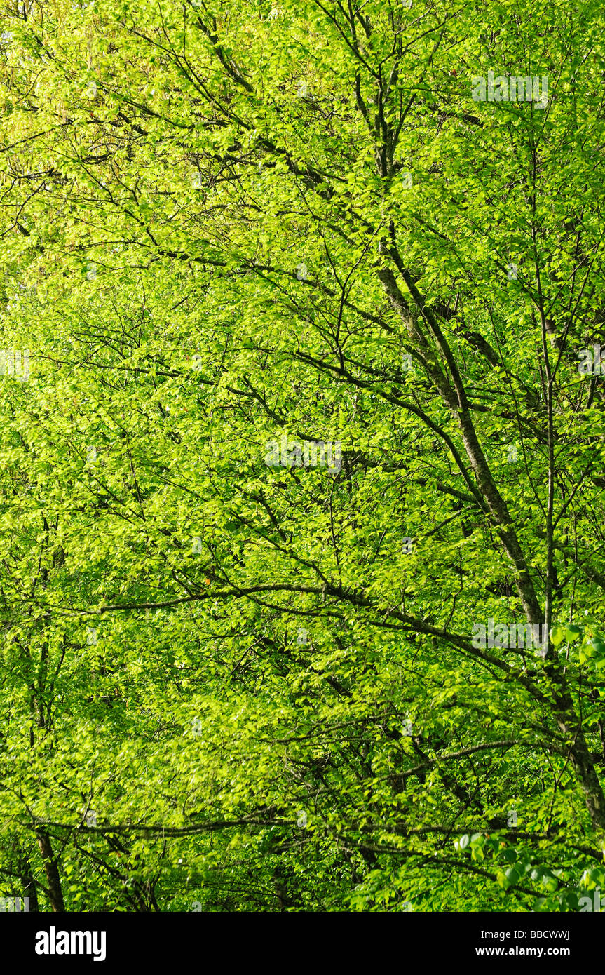green forest trees Stock Photo - Alamy