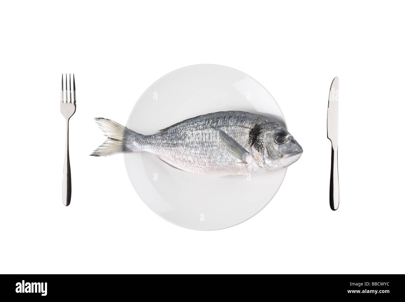 Uncooked fish (sparus auratus)on a plate isolated against white ...