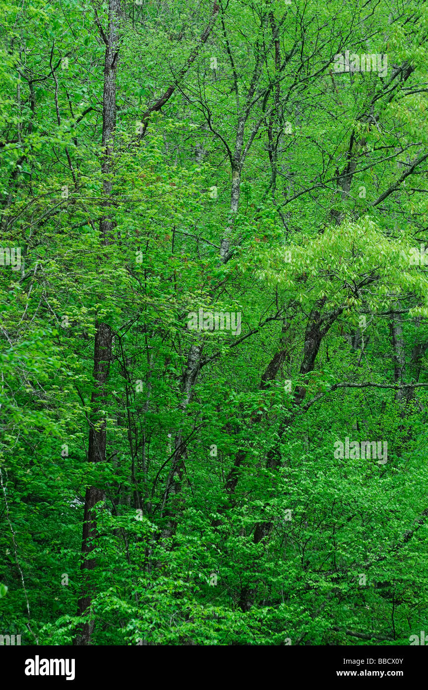 forest of green trees Stock Photo - Alamy