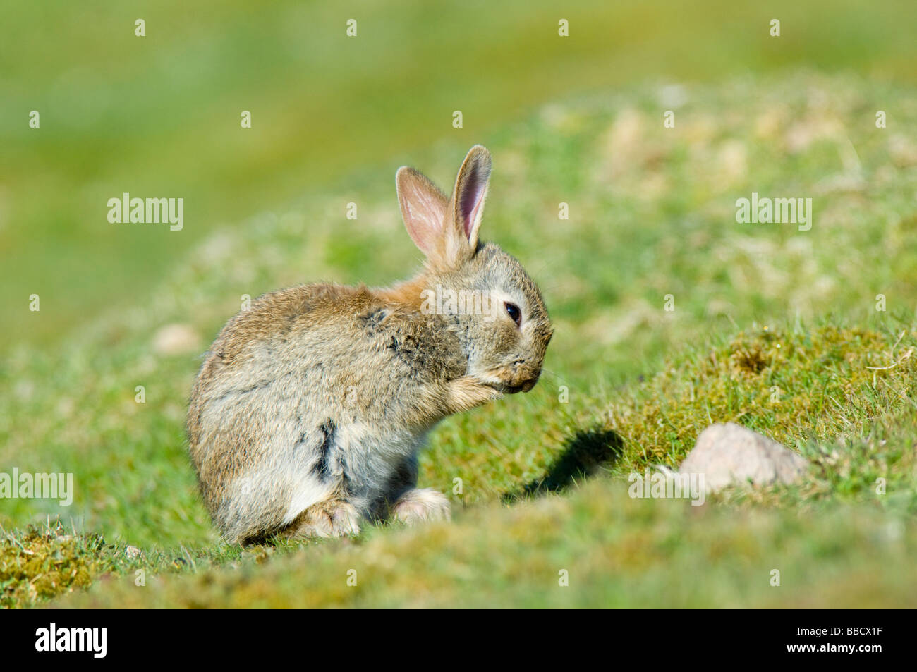 Young Rabbit, Oryctolagus cuniculus, outside its burrow grooming its ...