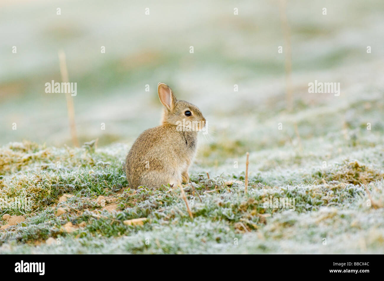 Young Rabbit, Oryctolagus cuniculus, on a frosty morning in an upland ...