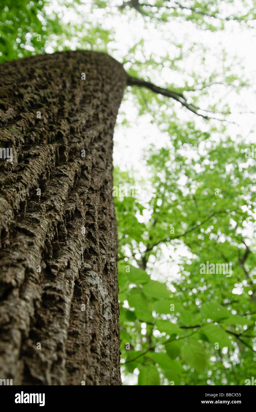 upward angle of tree in forest Stock Photo - Alamy