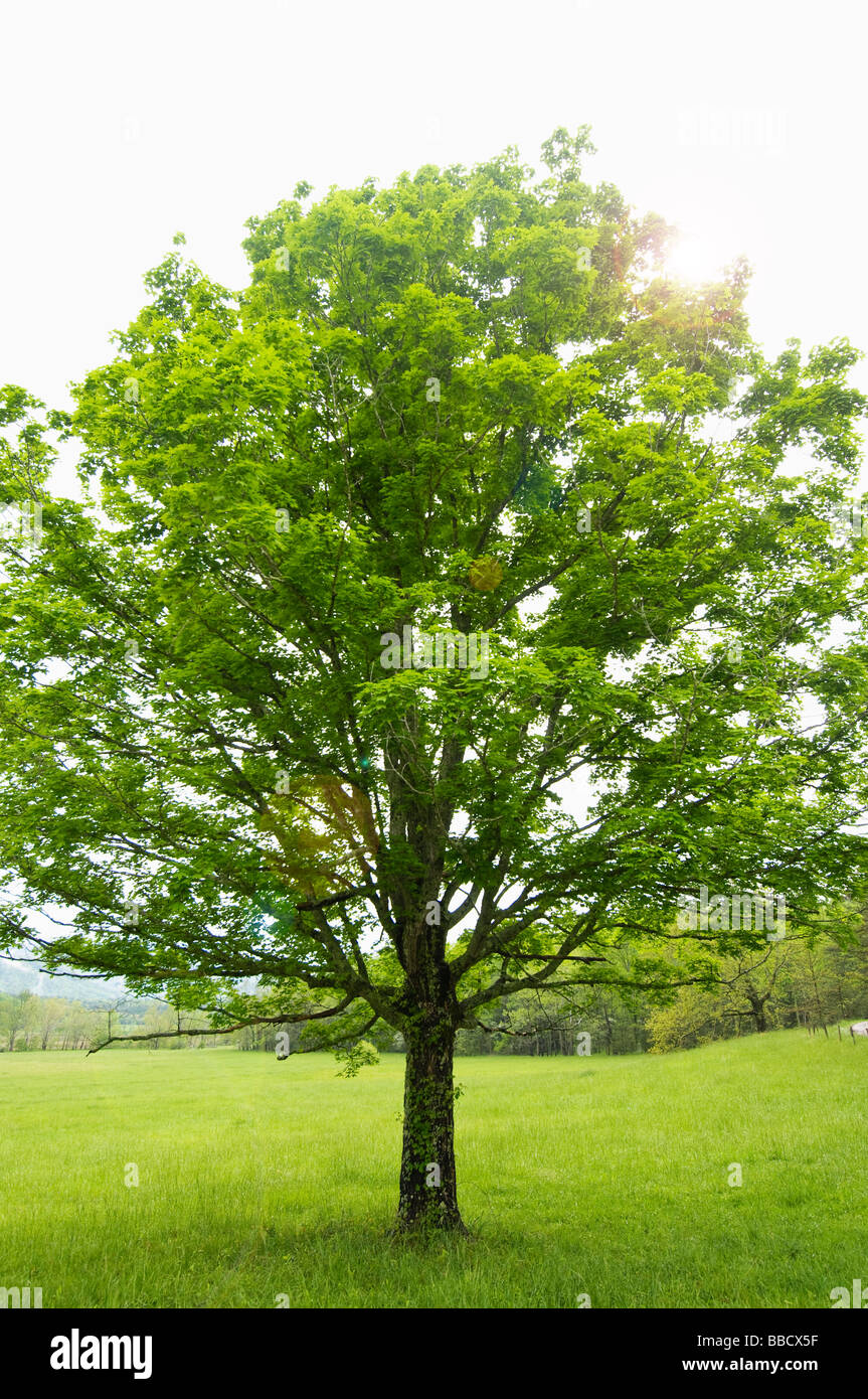 Big green tree hi-res stock photography and images - Alamy