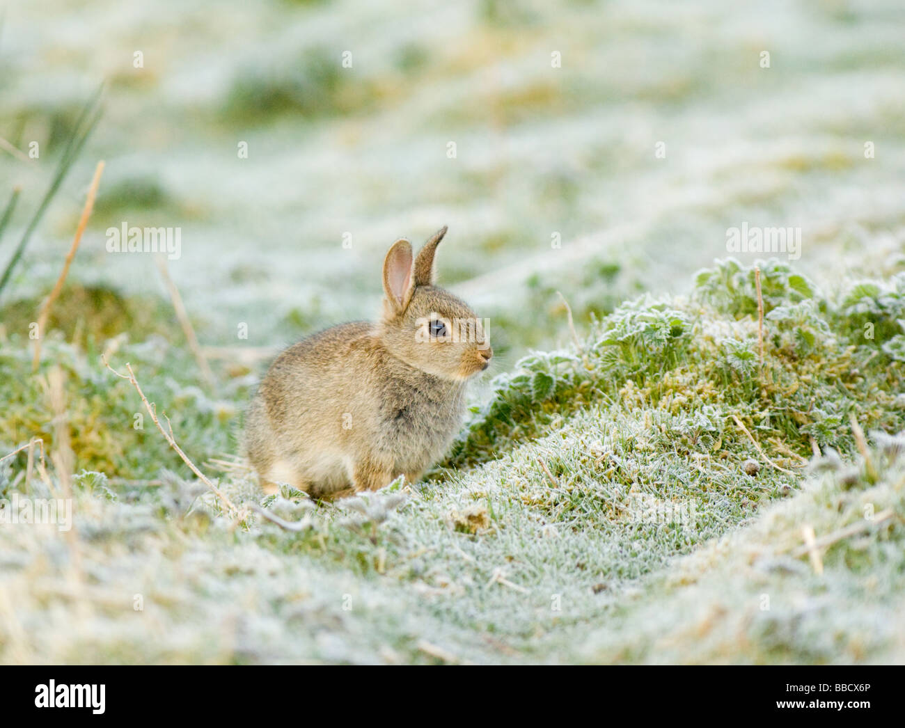 Young Rabbit, Oryctolagus cuniculus, feeding on a frosty morning in an ...
