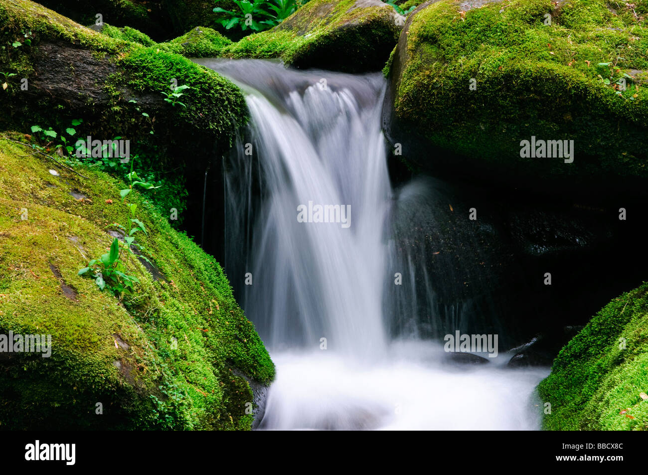 small waterfall through mossy rocks Stock Photo - Alamy small waterfall through mossy rocks Stock Photo - Alamy