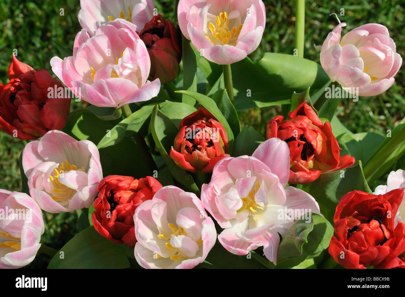 Red and Pink Tulips Stock Photo - Alamy