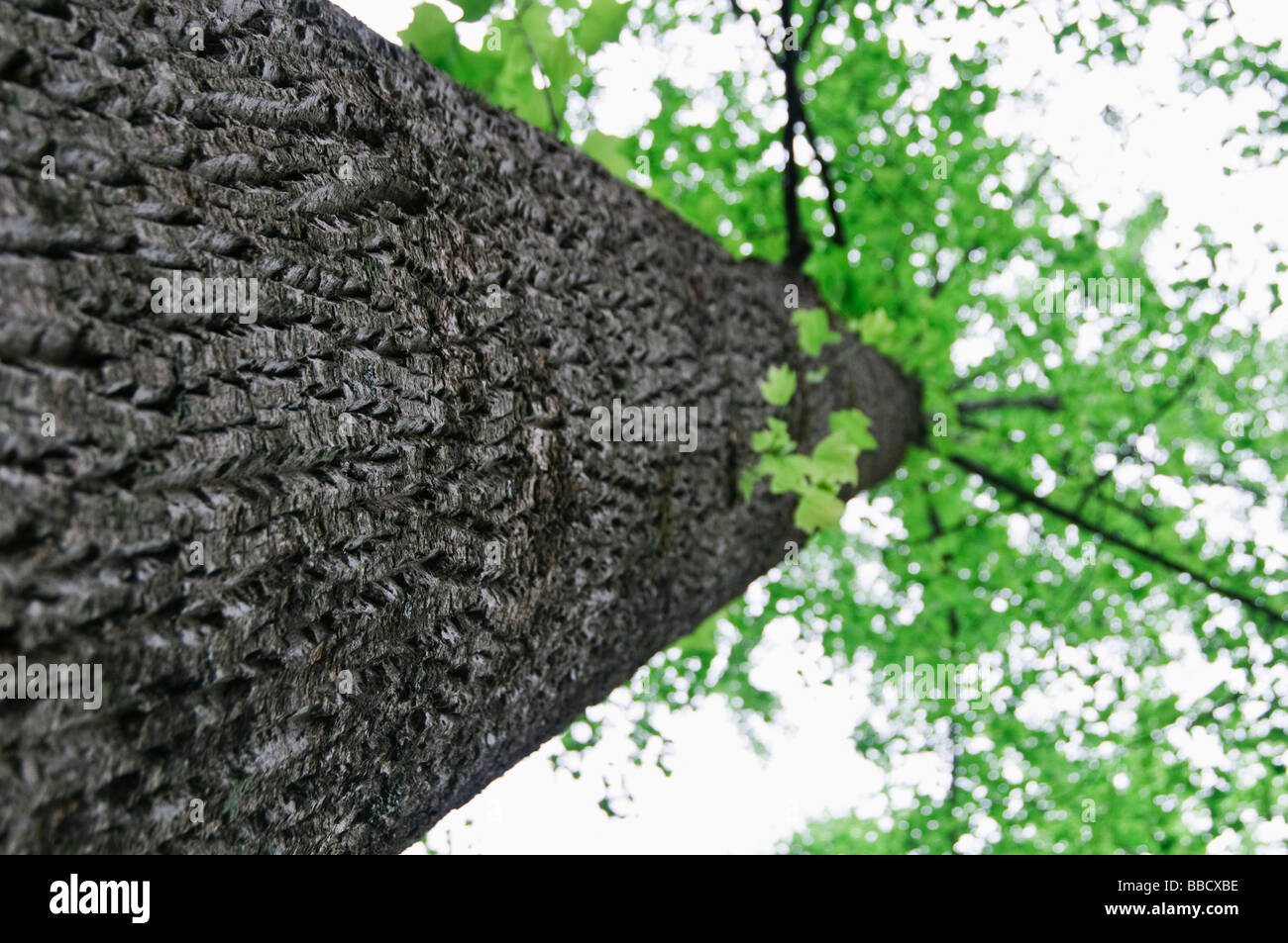 upward angle of tree with selective focus Stock Photo - Alamy