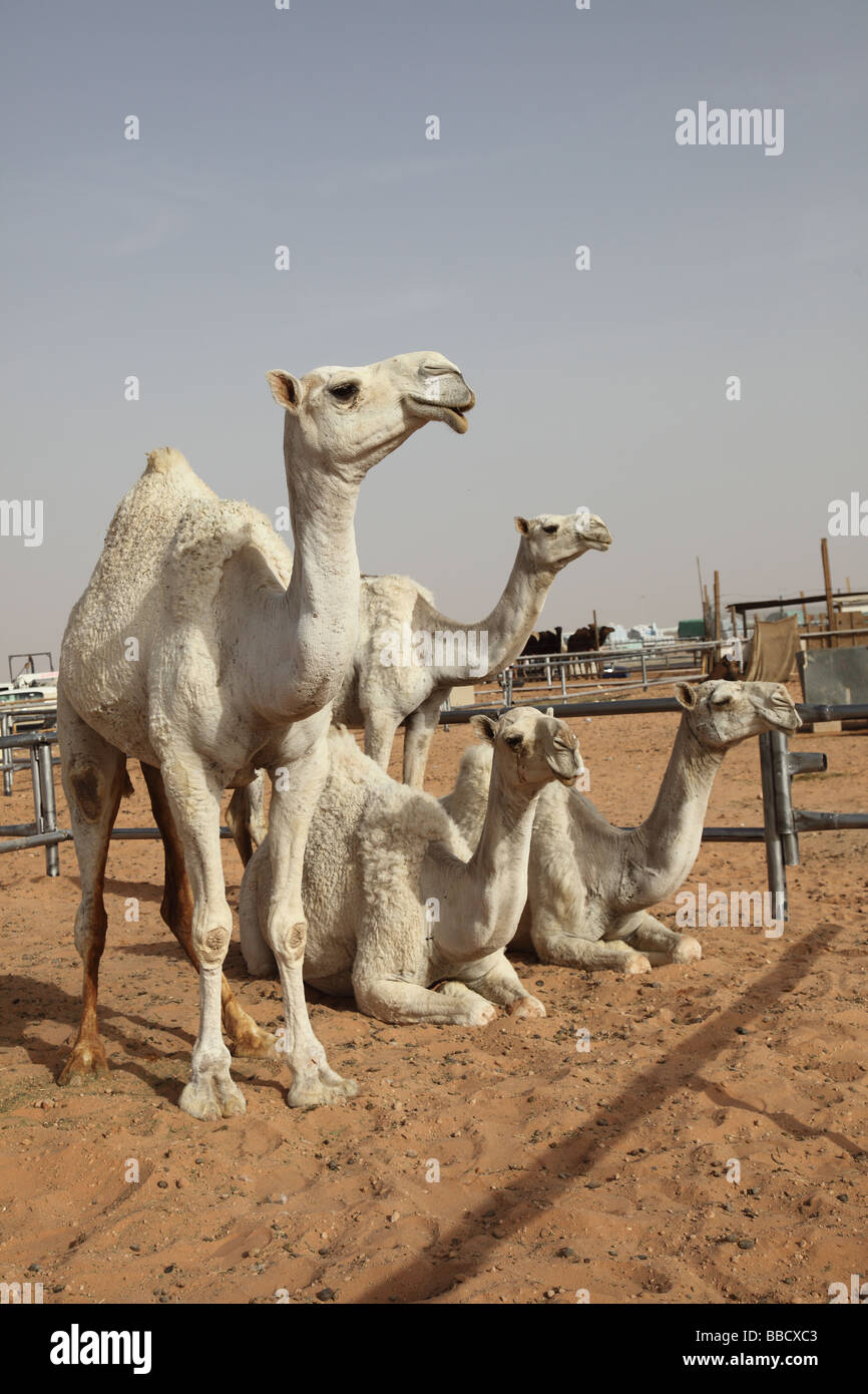 Camel souk Riyadh Saudi Arabia Stock Photo - Alamy