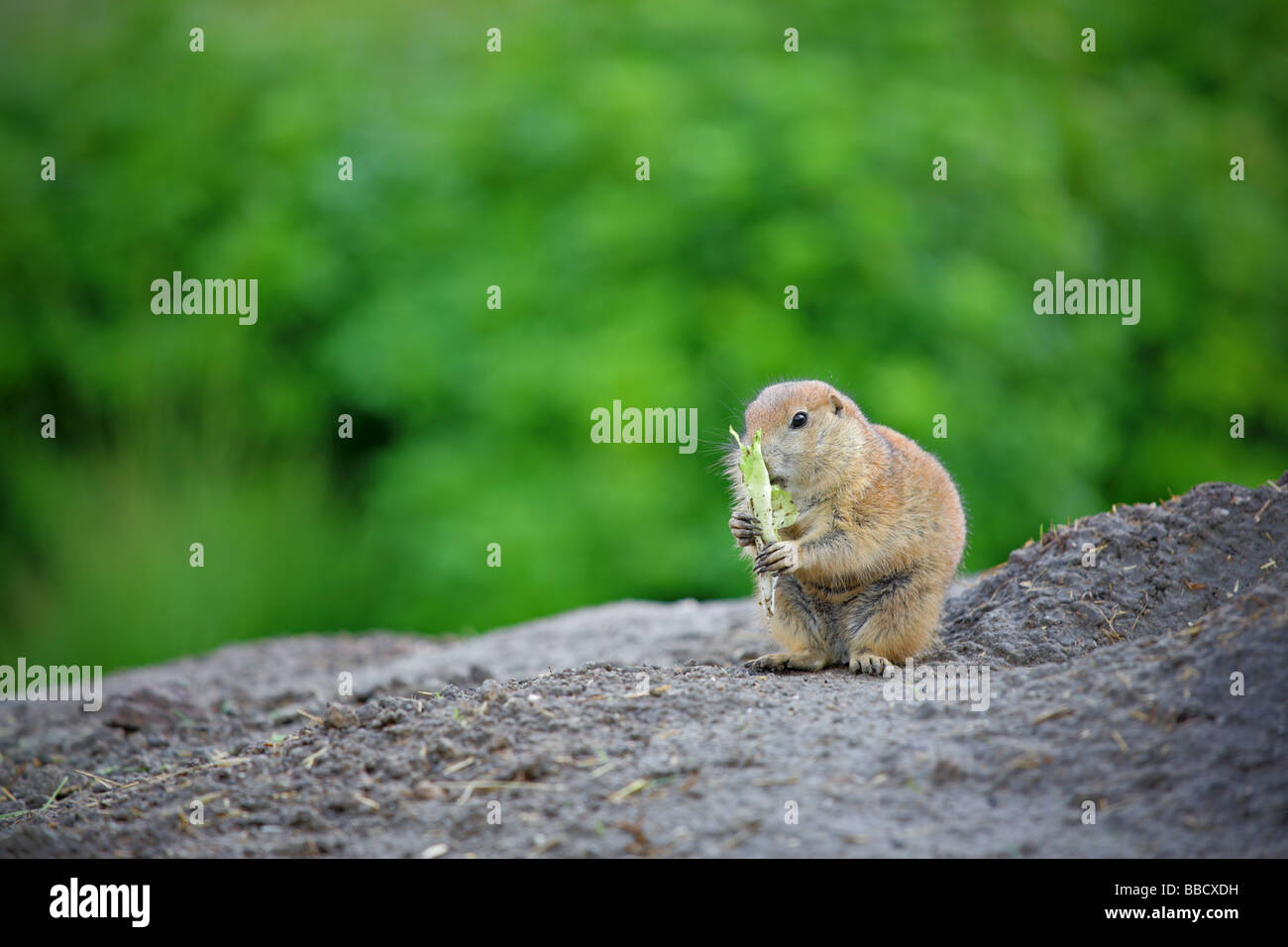 Prairie dog chewing food Stock Photo - Alamy