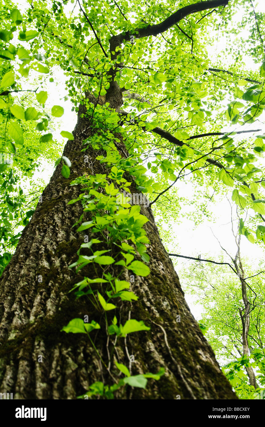 upward angle of tree in forest with vines Stock Photo - Alamy