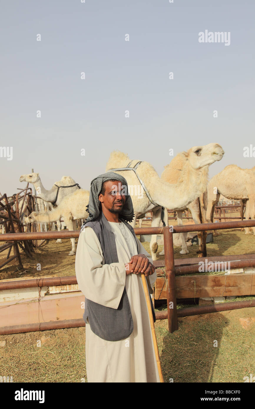 Arabian Camel Saudi Arabia Stock Photos & Arabian Camel Saudi Arabia ...