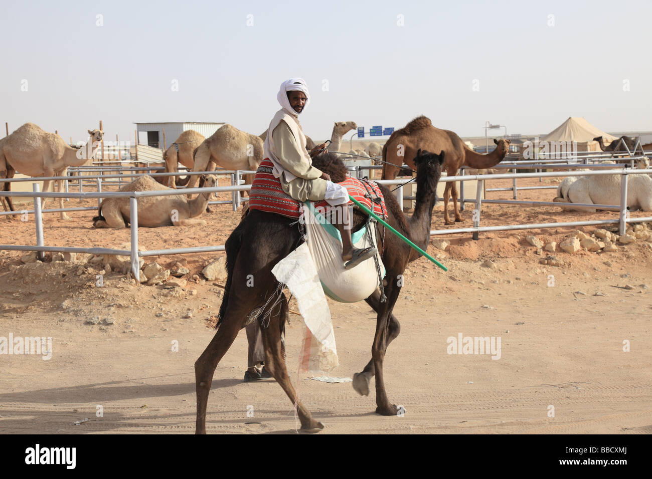 Saudi arabian camel hi-res stock photography and images - Alamy