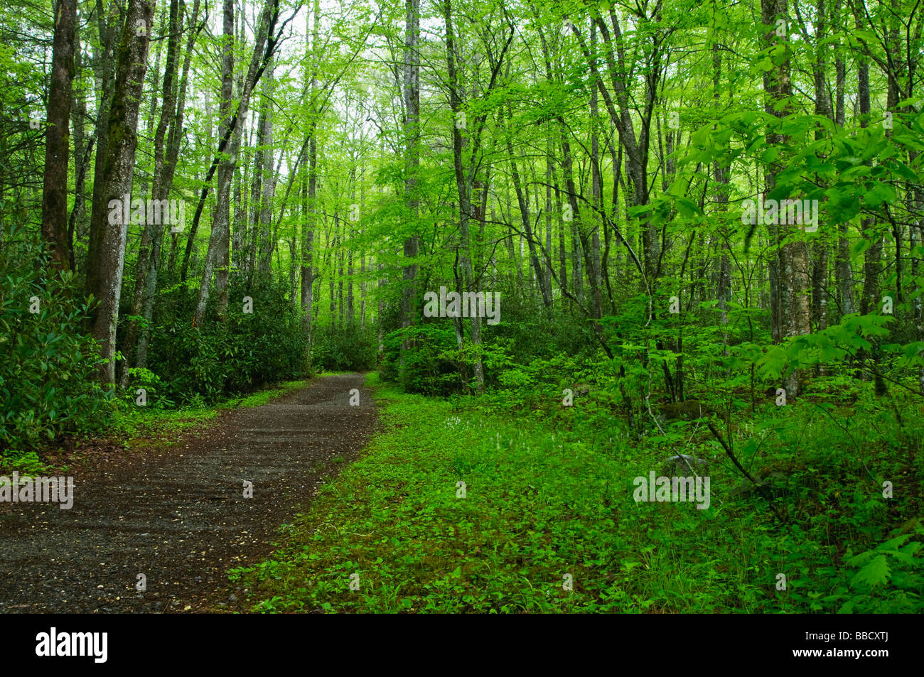 dirt footpath leading through forest Stock Photo - Alamy