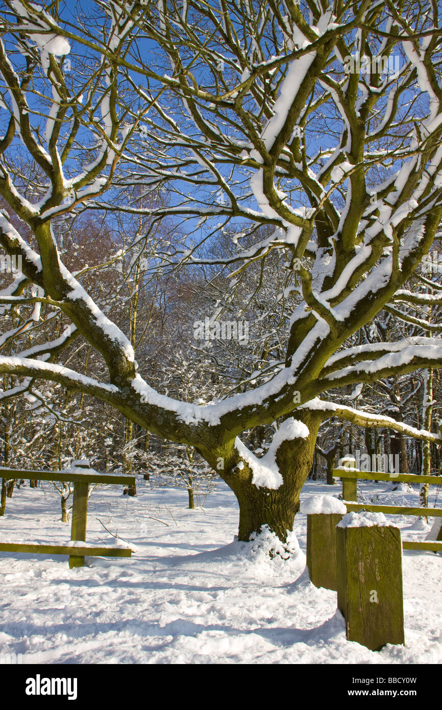 beautiful snow covered tree Castle Ring Cannock Wood in winter Stock ...