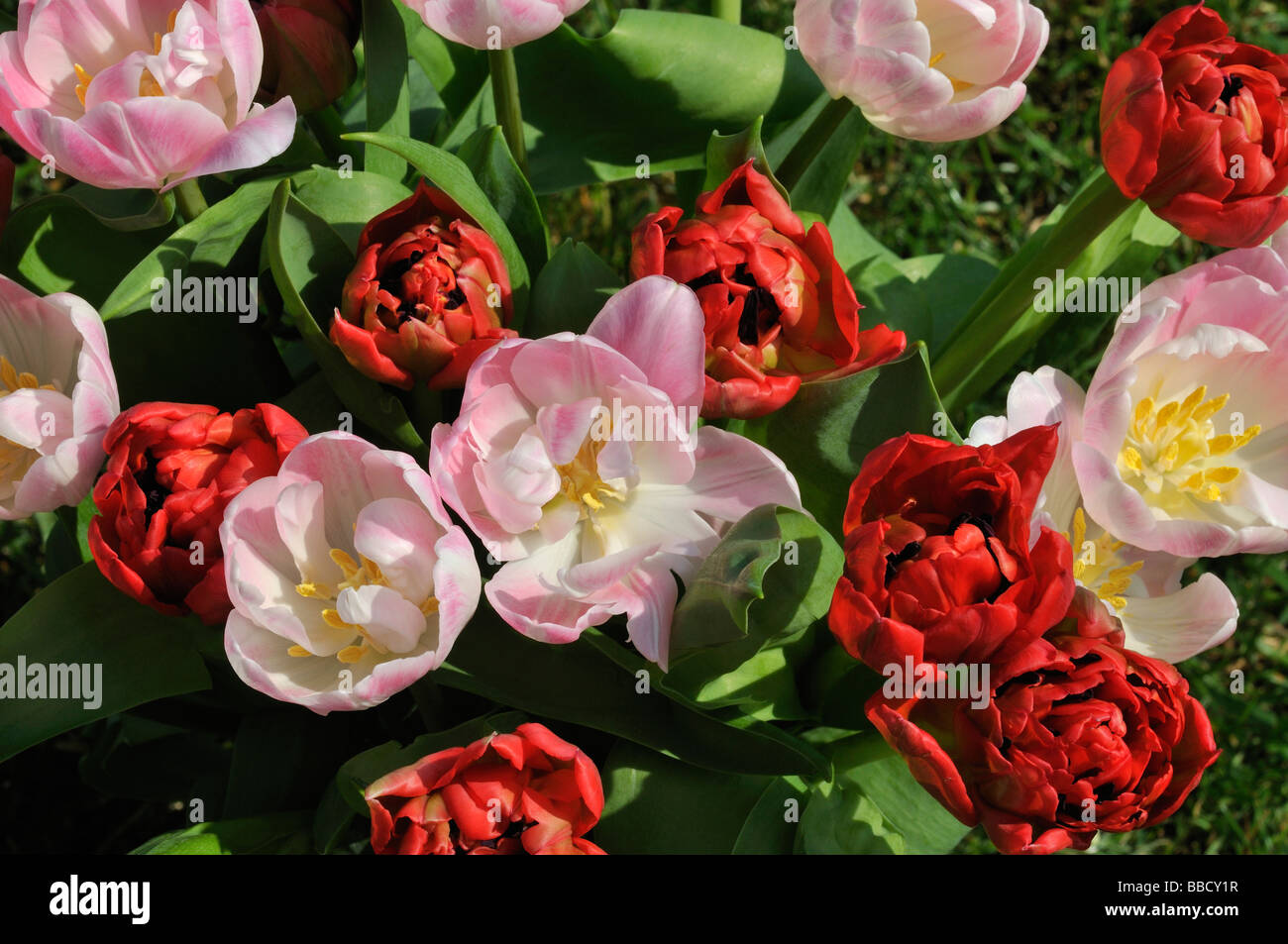 Pink and Red Tulips Stock Photo - Alamy