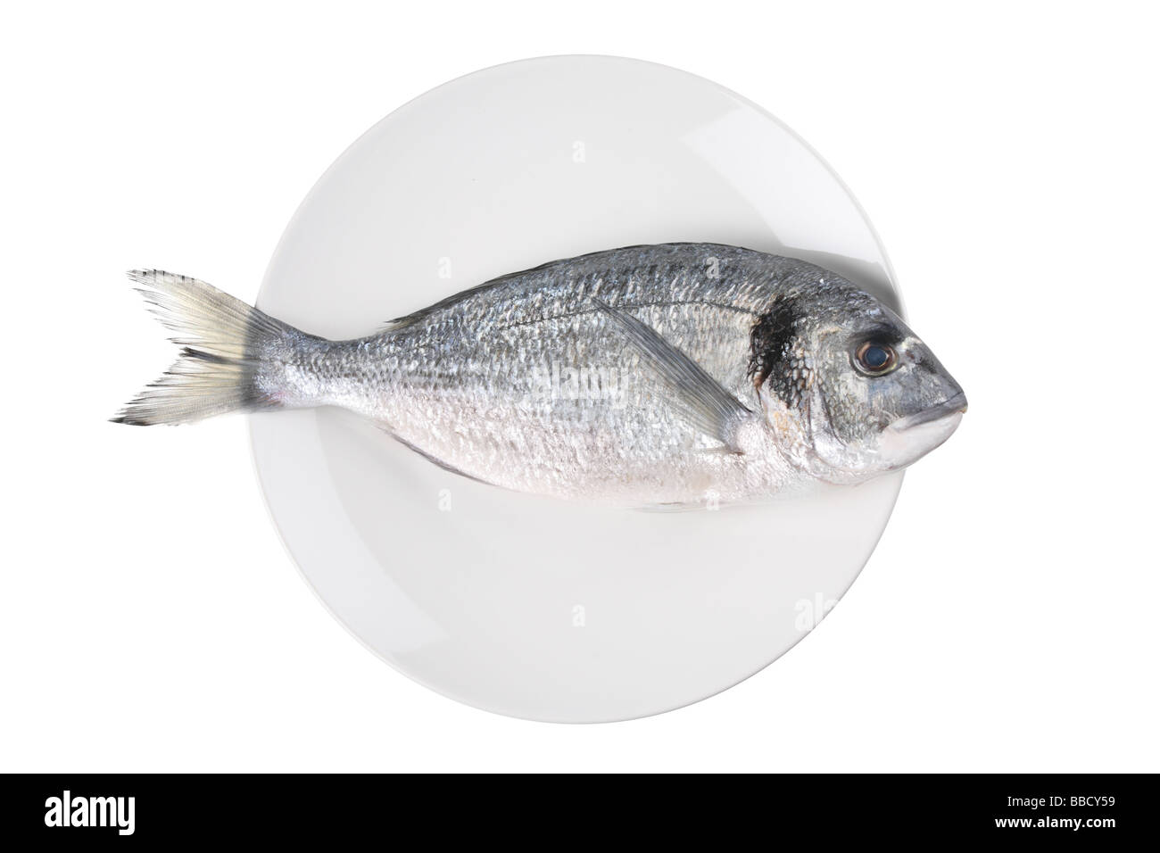 Uncooked fish (sparus auratus)on a plate isolated against white ...