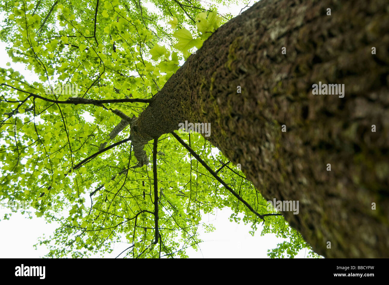 upward angle of tree with selective focus Stock Photo - Alamy