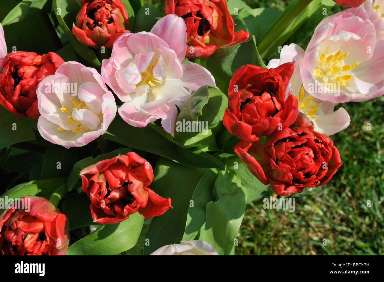 Pink and Red Tulips Stock Photo - Alamy