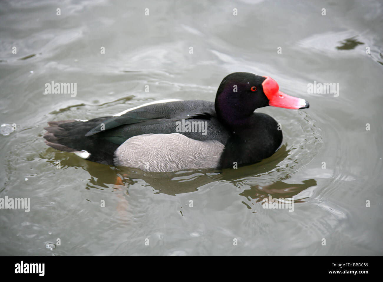 Male Rosy Billed Duck, Netta peposaca, Anatidae Stock Photo - Alamy