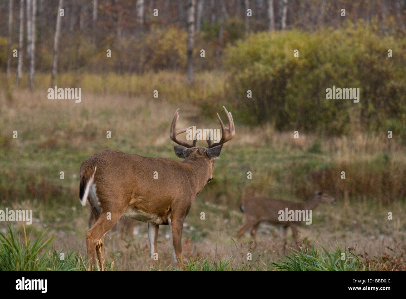White tail deer buck hi-res stock photography and images - Alamy