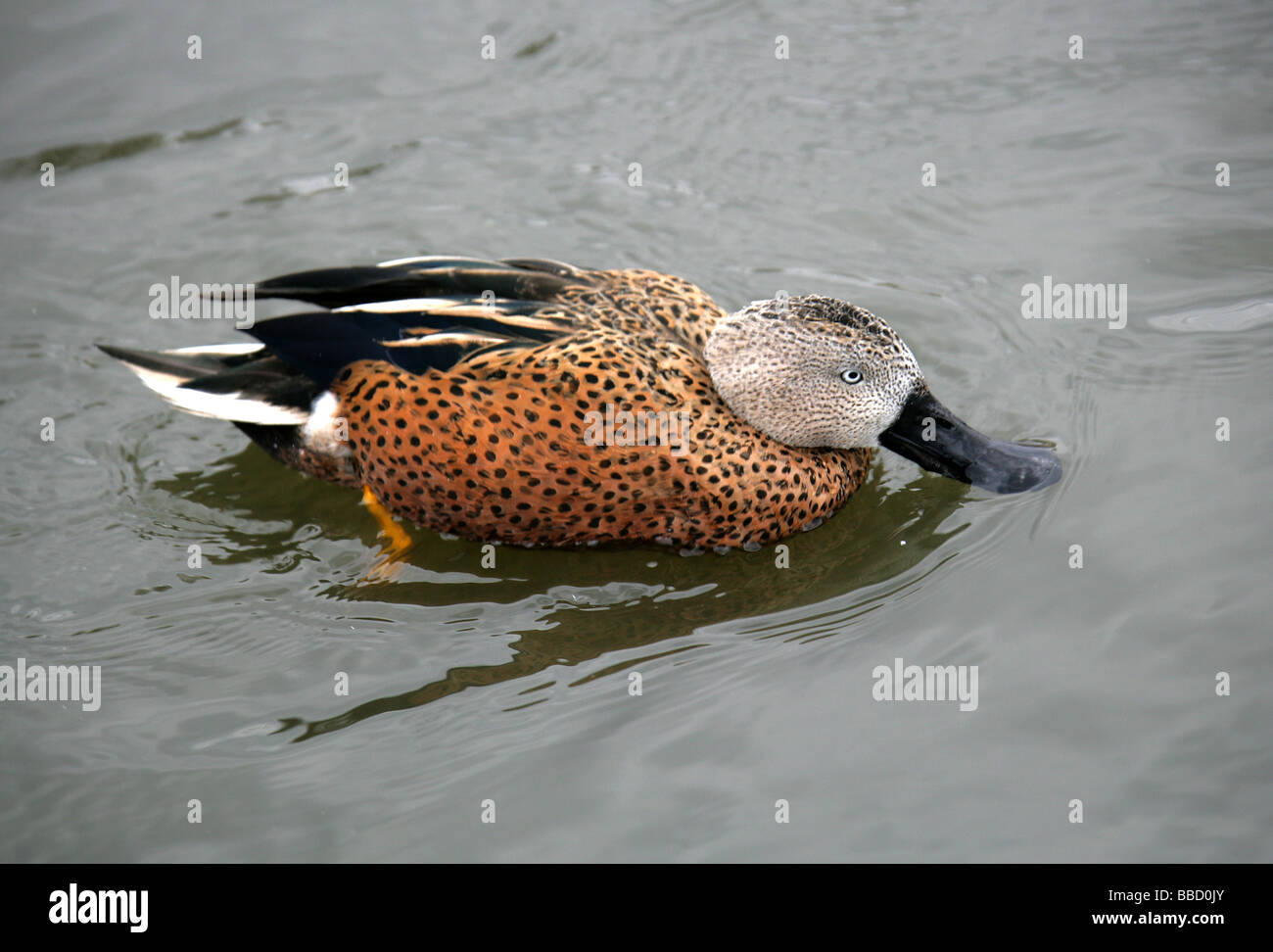 Red Shoveler, Anas platalea, Anatidae Stock Photo - Alamy