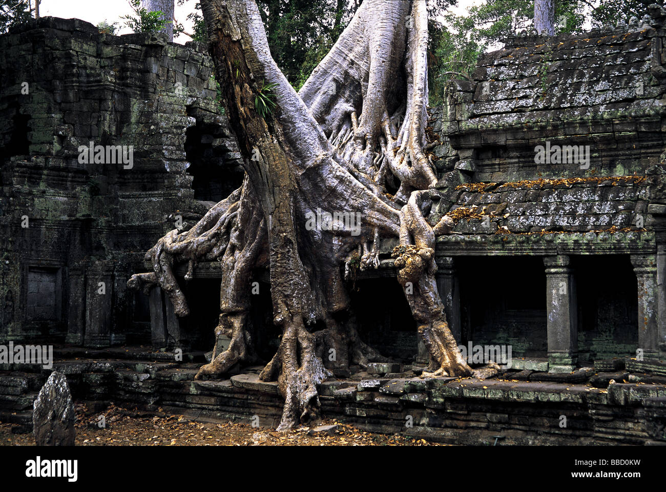 Giant kapok tree roots engulf Ta Prohm Temple at Angkor Wat, Cambodia ...