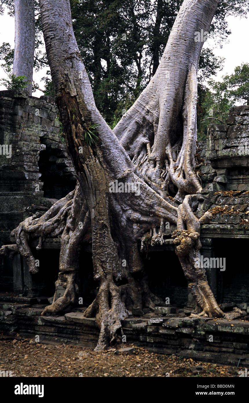 Giant kapok tree roots engulf Ta Prohm Temple at Angkor Wat, Cambodia ...