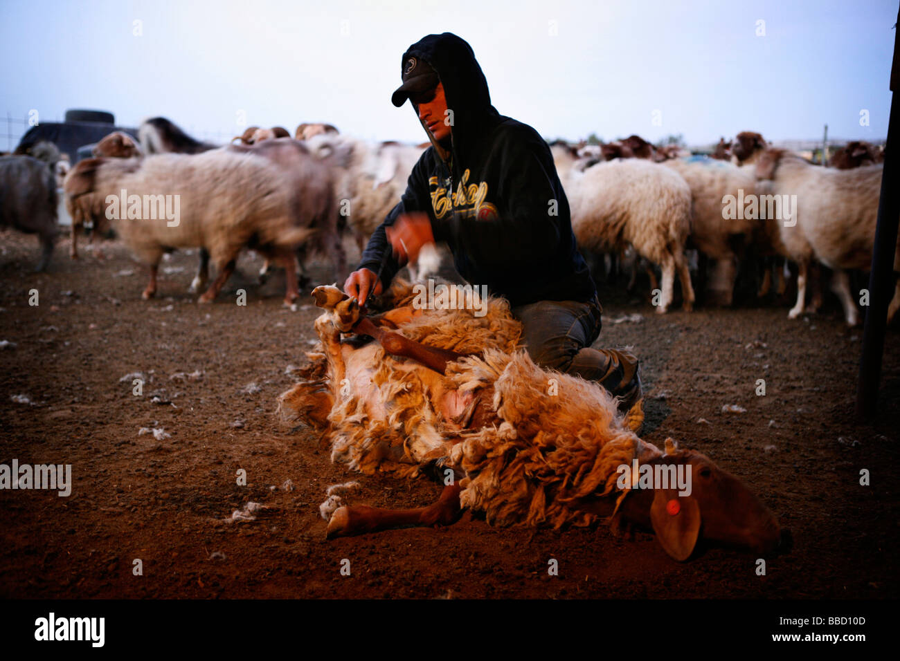 Israel sheep hi-res stock photography and images - Alamy