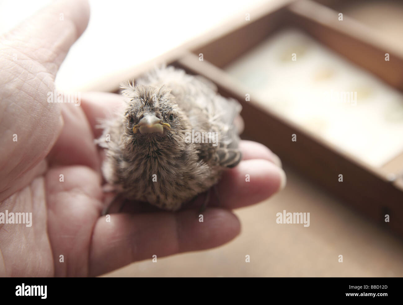 abandoned baby bird with a type case and out-of-focus drawing of bird ...