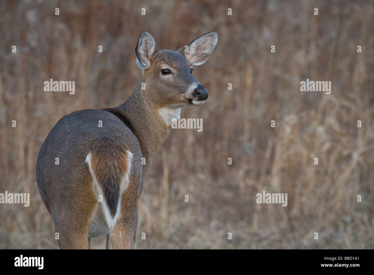 White tailed doe Stock Photo - Alamy