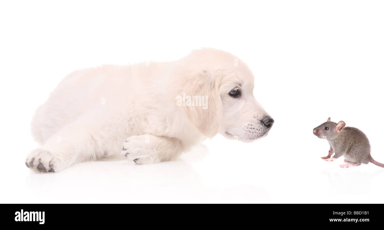 Looking at a mouse Cut Out Stock Images & Pictures - Alamy