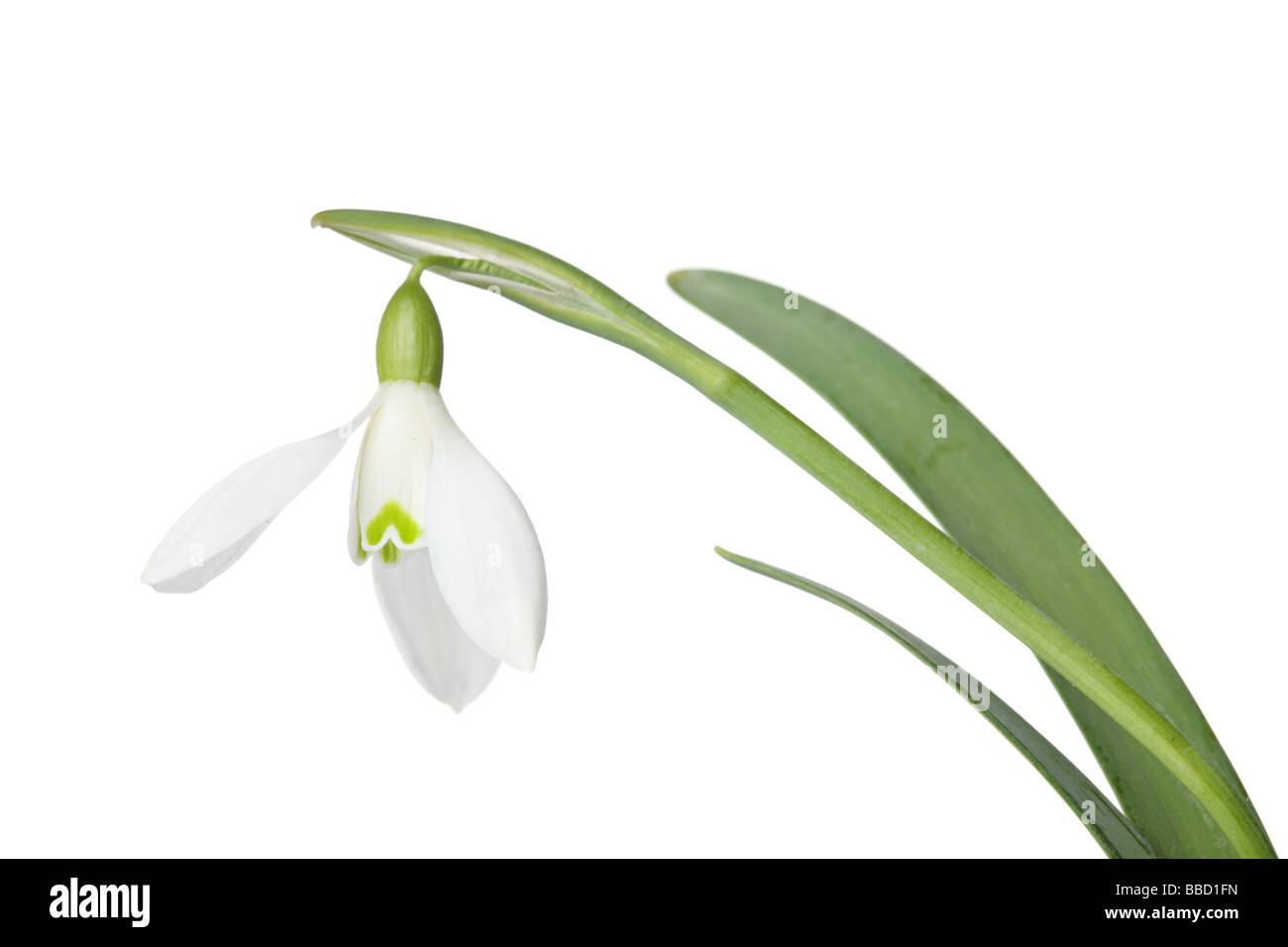 Beautiful white fragrant snowdrop hi-res stock photography and images ...