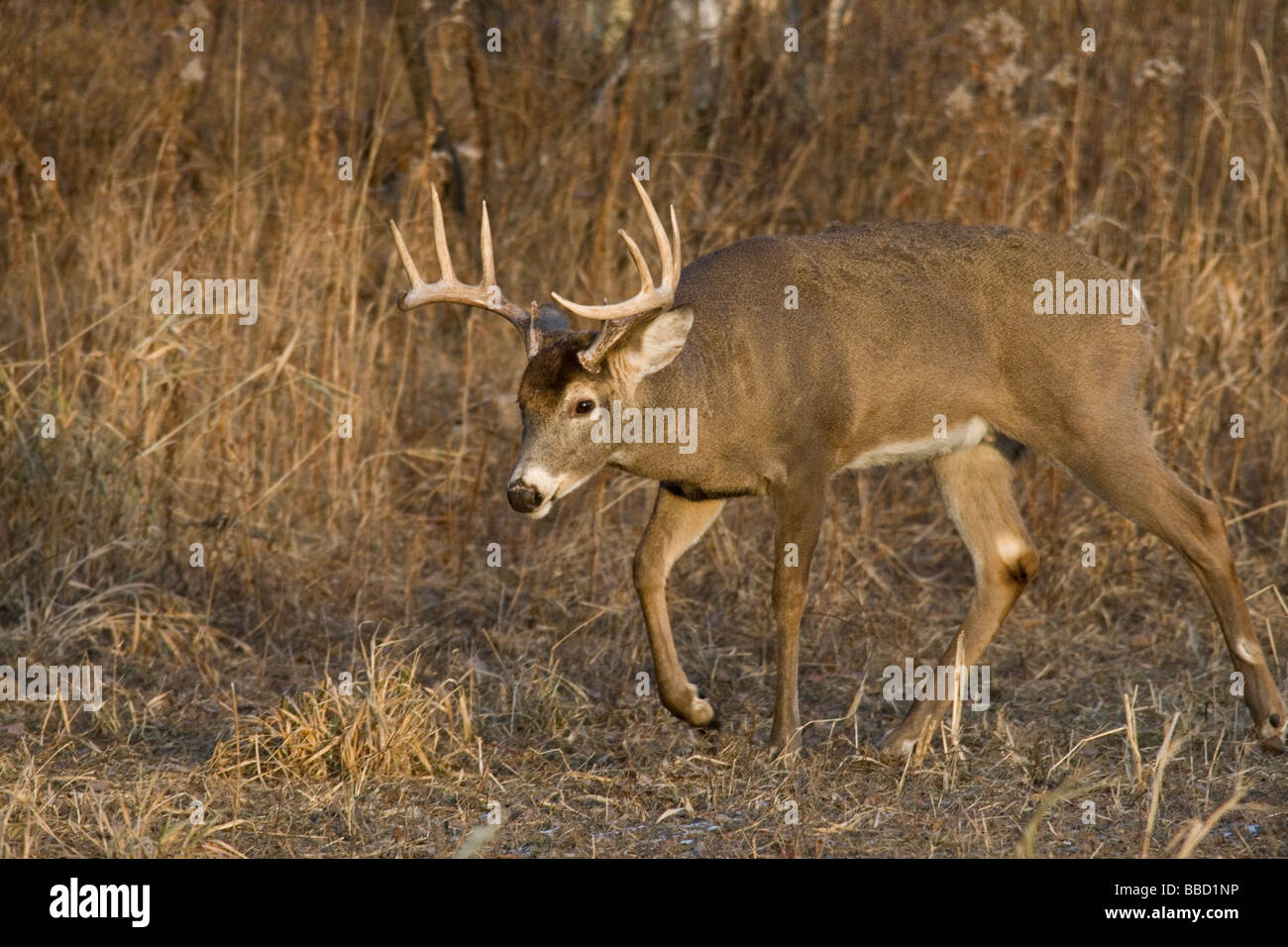 Antler scrape hi-res stock photography and images - Alamy