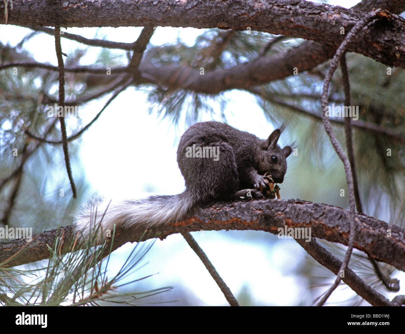 rare kaibab squirrel Sciurus kaibabensis eats pine cone North Rim Grand ...