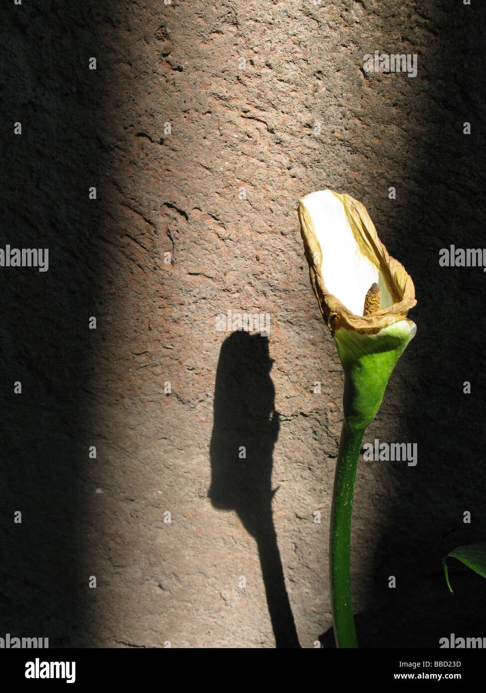one old dying lily flower with shadow on garden wall Stock Photo - Alamy