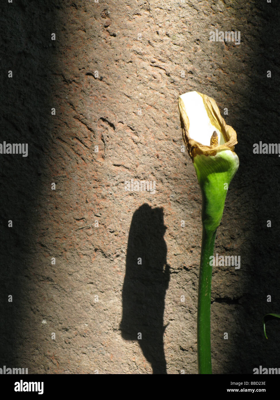 one old dying lily flower with shadow on garden wall Stock Photo - Alamy