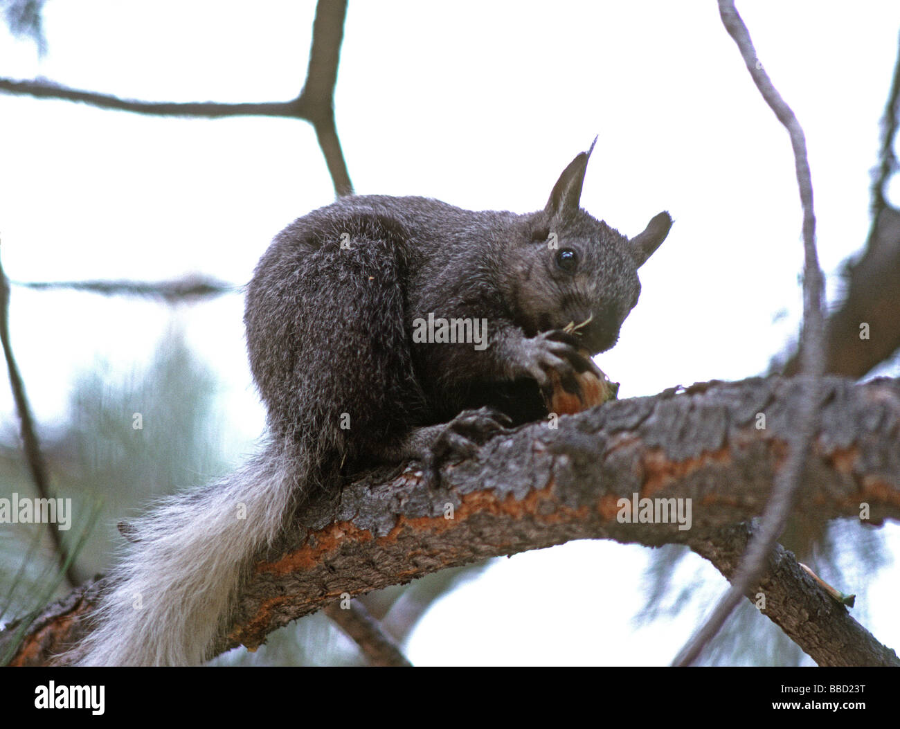 rare kaibab squirrel Sciurus kaibabensis eats pine cone North Rim Grand ...
