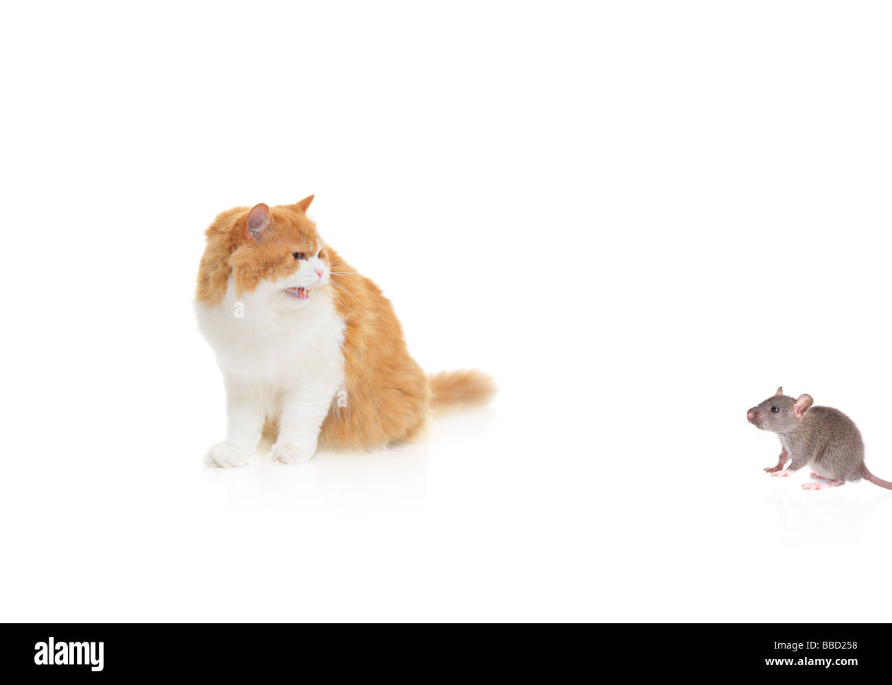 Angry mouse hi-res stock photography and images - Alamy