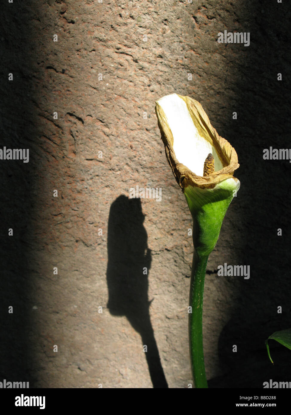 one old dying lily flower with shadow on garden wall Stock Photo - Alamy