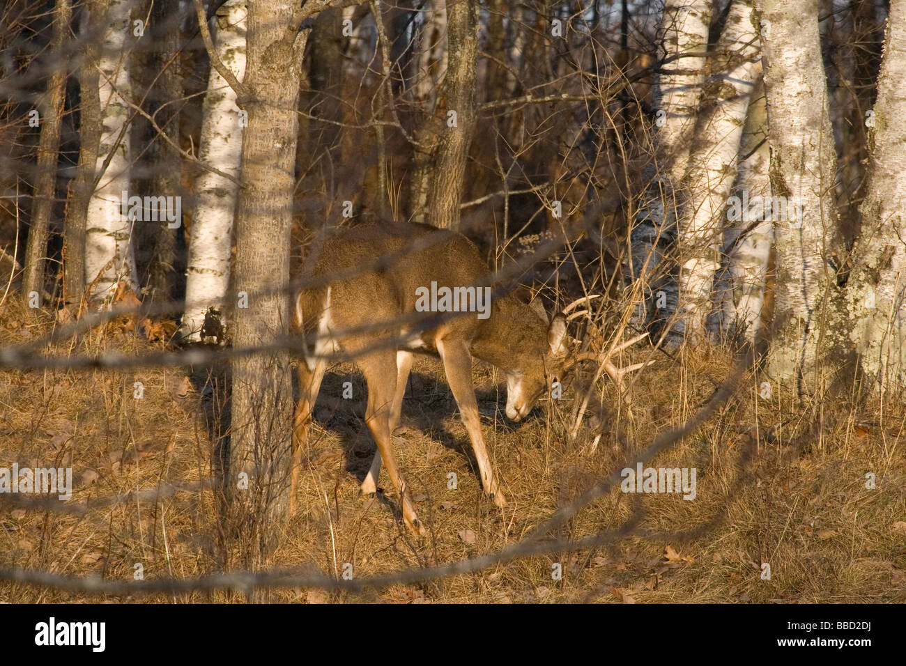 Antler scrape hi-res stock photography and images - Alamy