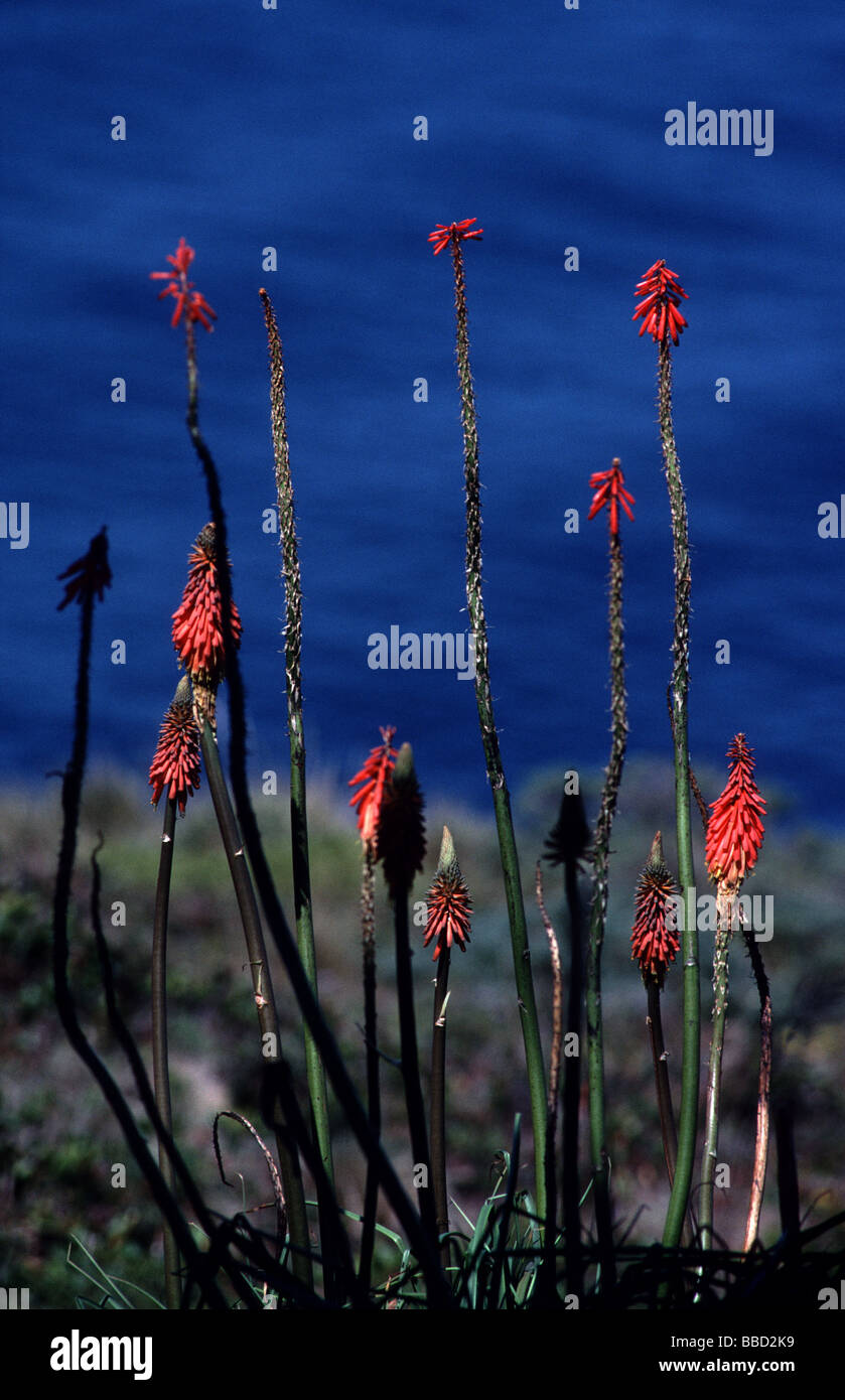 flowers along trail to lighthouse at Point Reyes National Seashore ...