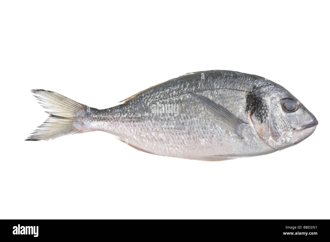 Fresh fish sparus aurata Cut Out Stock Images & Pictures - Alamy