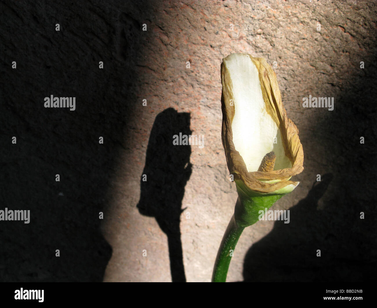 one old dying lily flower with shadow on garden wall Stock Photo - Alamy
