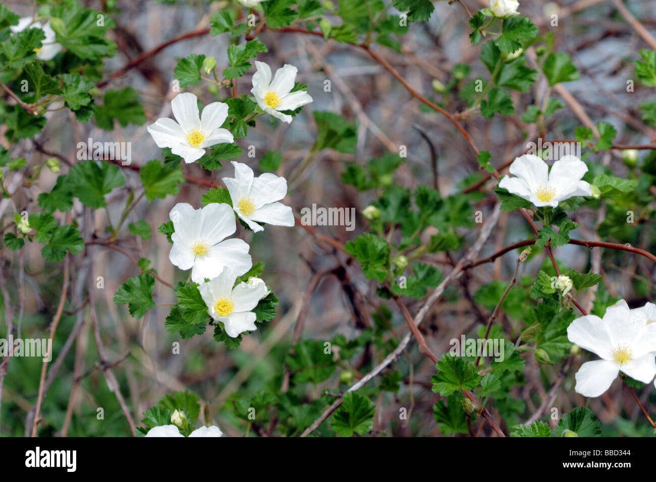 Salt hill gardens hi-res stock photography and images - Alamy