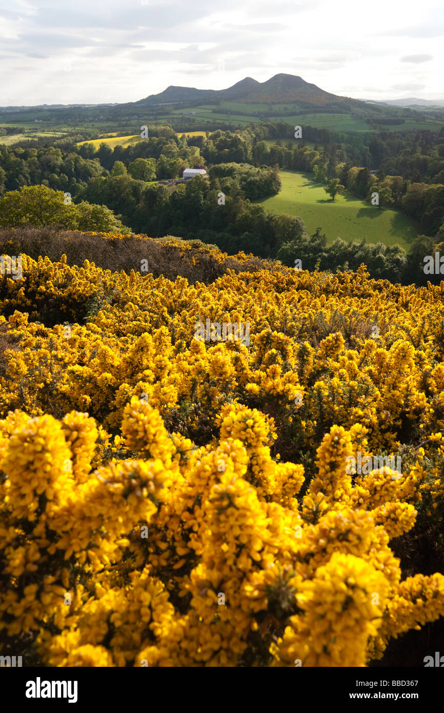 From Scotts View in the Scottish Borders the Eildon Hills seen over ...