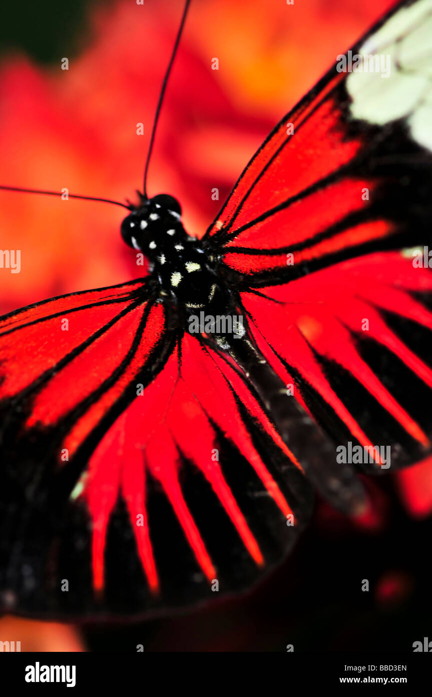 Red heliconius dora butterfly with open wings Stock Photo - Alamy